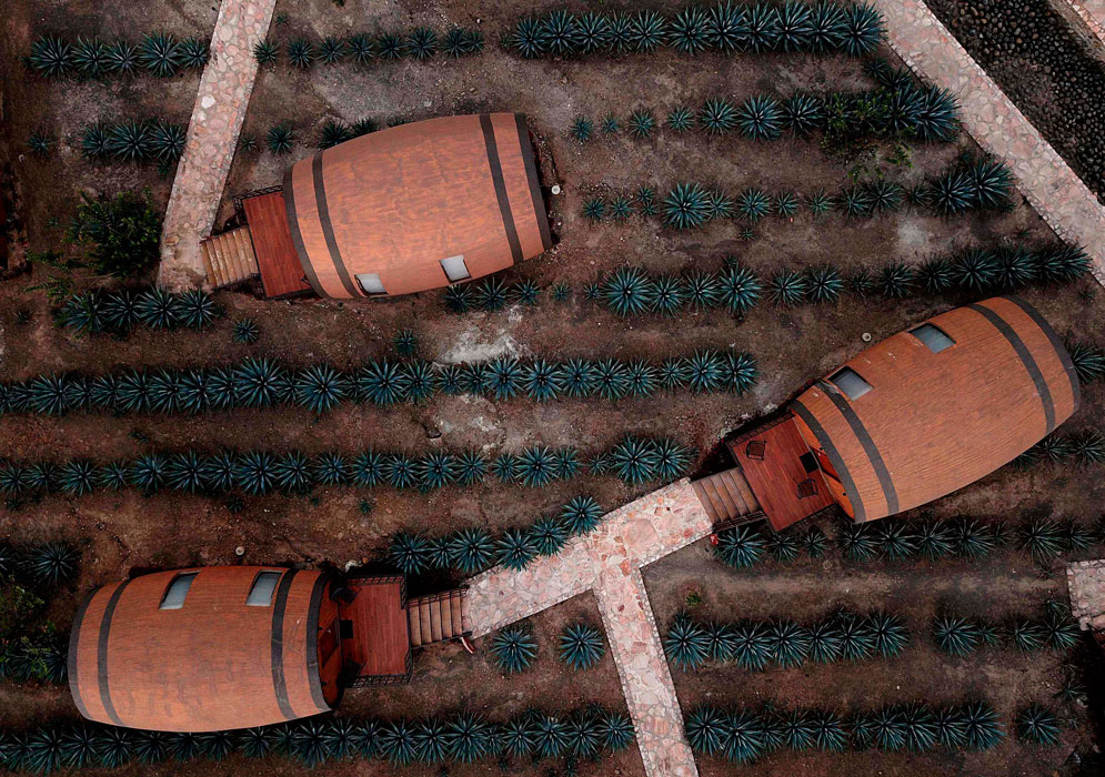 Pasar la noche en un barril - En mitad de una plantación de agave