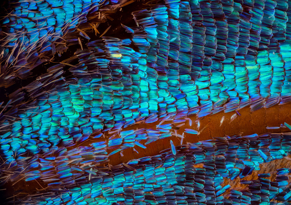 Artrópodos, lo que el ojo no ve - Escamas de ala de mariposa Morpho