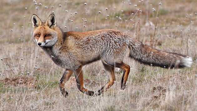 Guadalquivir: Zorro en Nacimiento | LAB RTVE.es